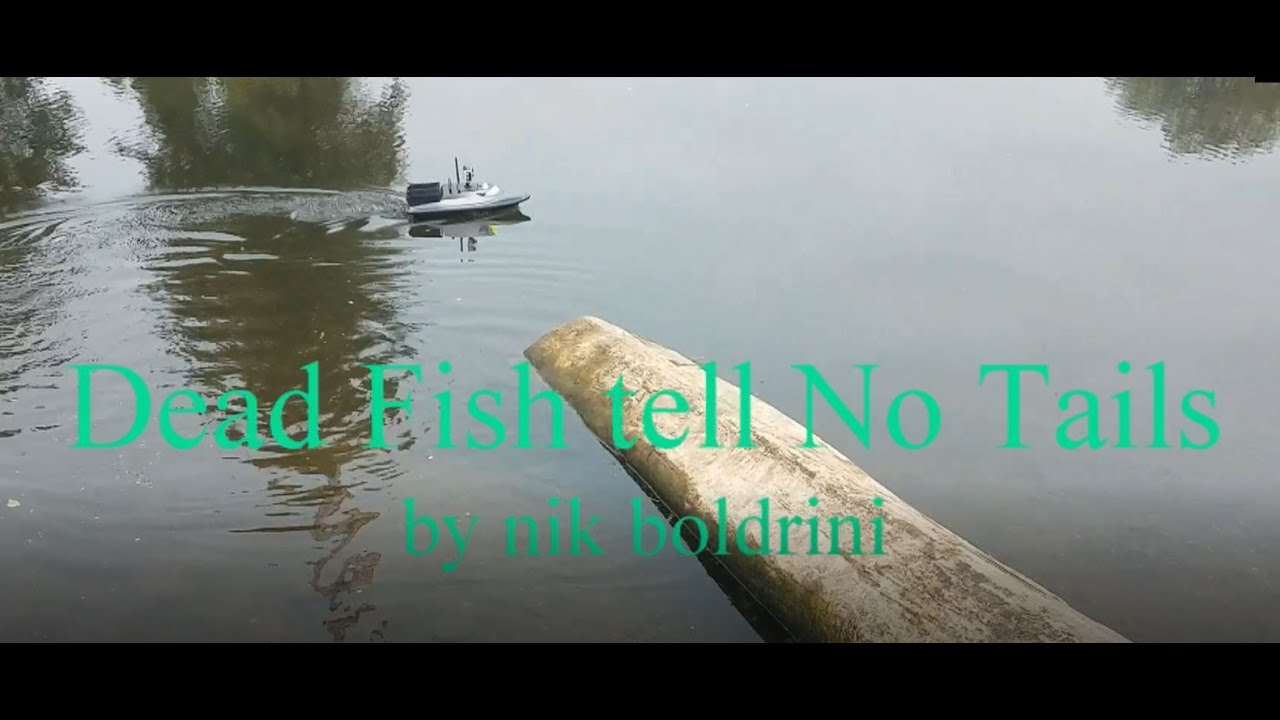 Dead Fish Tell No Tails - YouTube