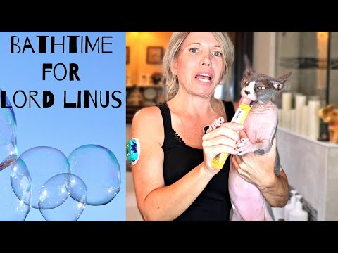 Lord Linus of Sphynxia: The Royal Bathing Brouhaha (BATHING A SPHYNX ...