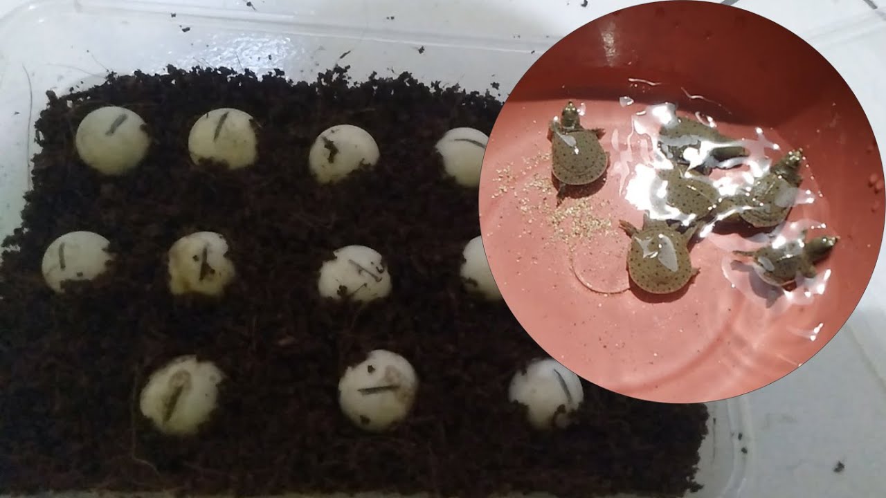 Cara Praktis Menetaskan Telur Bulus Atau Labi-labi - YouTube