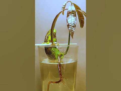 Growing Mango from seed - Time lapse - YouTube