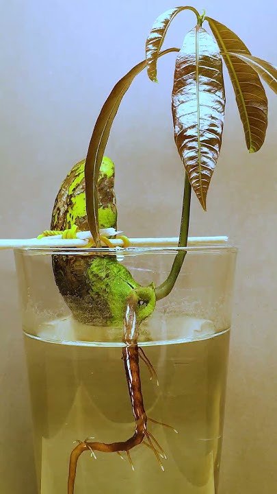 Growing Mango from seed - Time lapse - YouTube