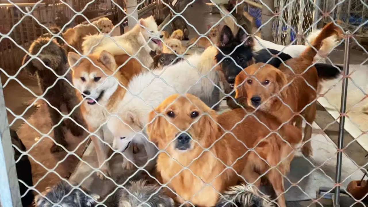 8 Minutes To Record The Difficulty Of Rescuing Stray Dogs, The Stray ...