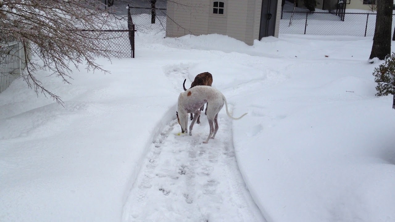 Dogs on snow paths Feb 5 2014 - YouTube