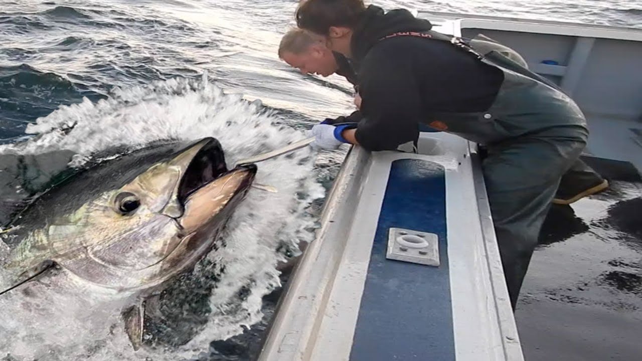Amazing Giant Bluefin Tuna Fishing Skill By Handline - Catching Big ...