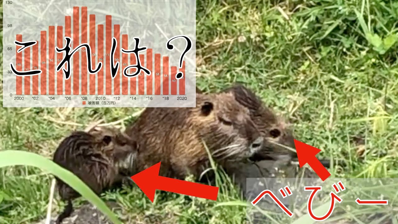 外来種ではあるんだけどヌートリア可愛すぎたぞ cute alien Nutria - YouTube