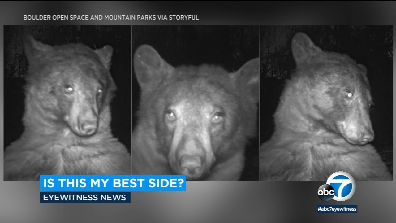 Strike a pose! Bear takes about 400 selfies on Colorado trail cam - YouTube
