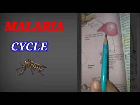 How malaria spreads full explanation in just 5 minutes ✌️