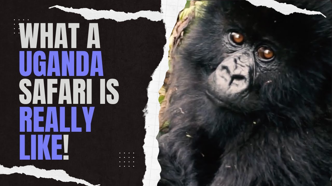 Experience Uganda With Kikooko Africa Safaris - YouTube