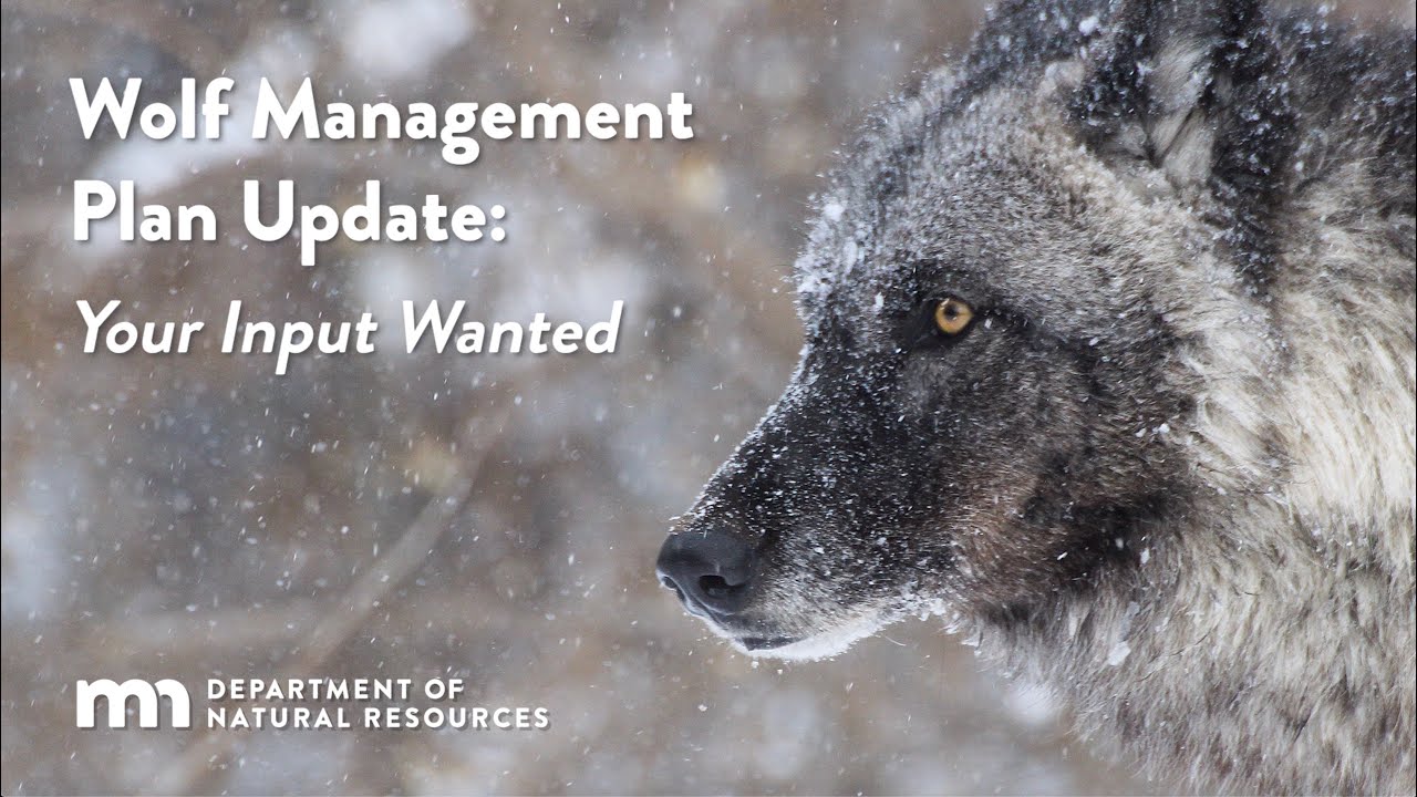 Wolf Management Plan Update: Your Input Wanted - YouTube