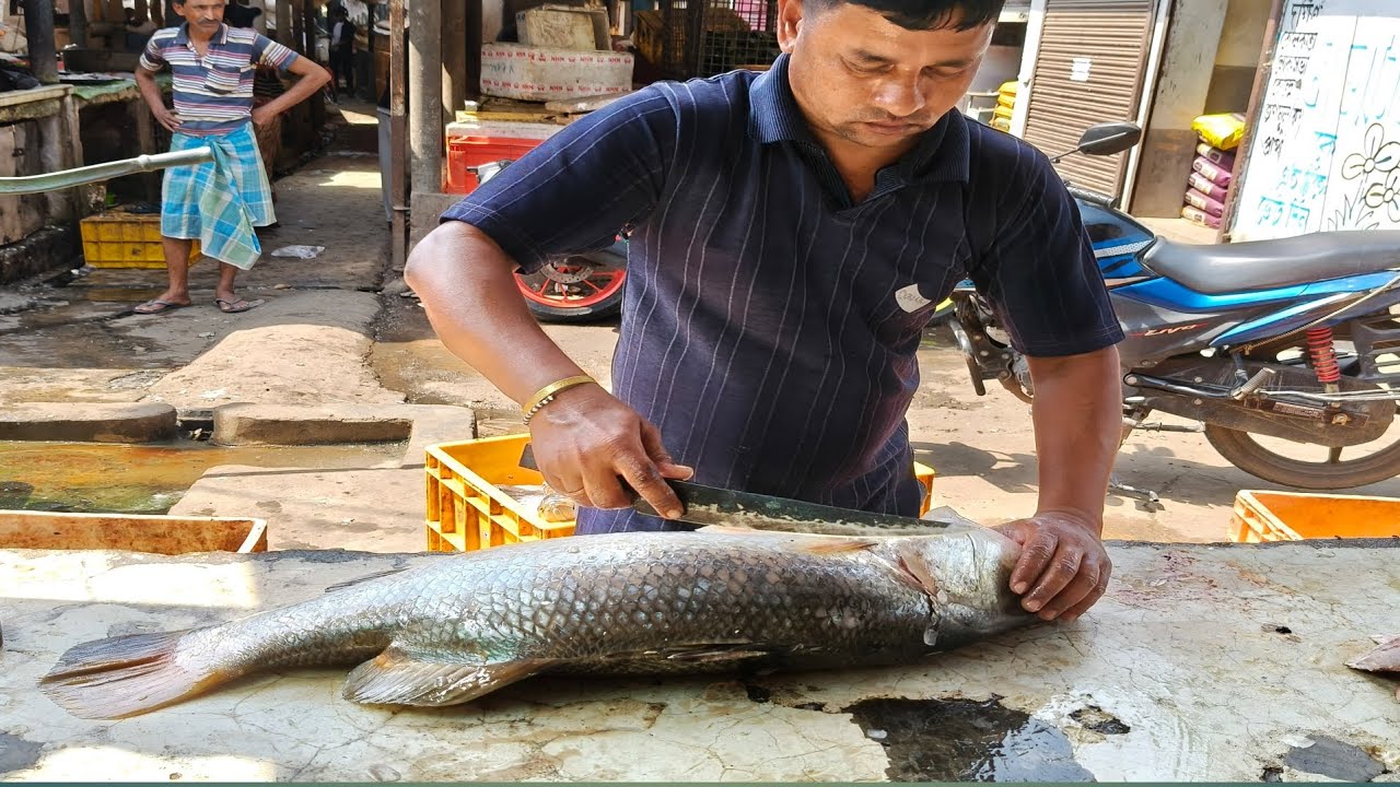 Bhetki fish cutting|Bhetki fish cutting skills| Bhetki fish cutting ...