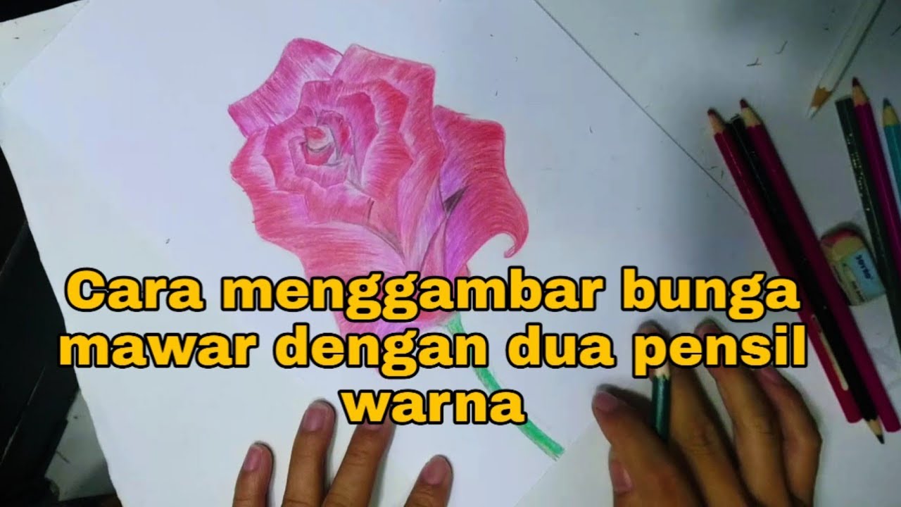 Drawing Rose Flower with colored pencils - menggambar bunga mawar ...