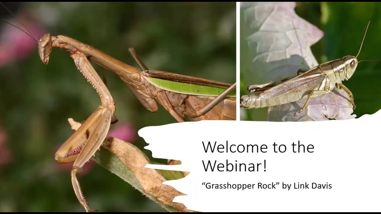 A Colorado Insect Update: Grasshoppers and Mantids with Dr. Whitney Cranshaw - YouTube