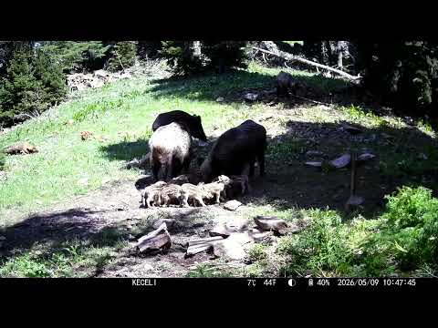 Anne domuzun tehlike hissettiğindeki tepkisi.#keşfet #doğa #nature #yavşan #uludaz #karadere #pig