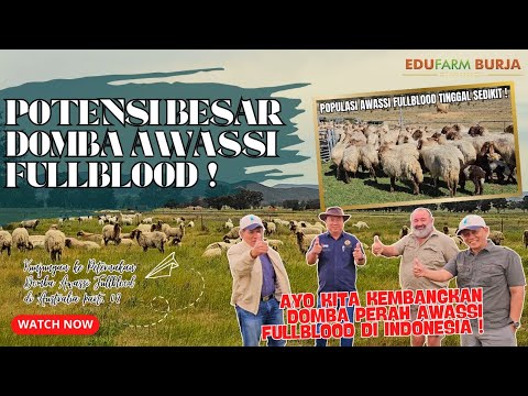 INI DIA POTENSI BESAR DOMBA AWASSI FULLBLOOD ! - YouTube