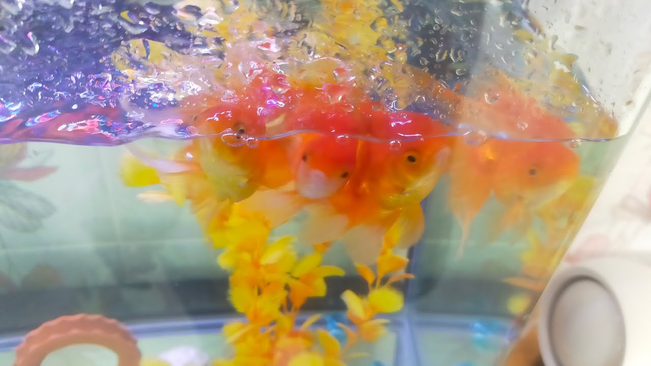 Gold fish (change all water aquarium) 15/09/2023 - YouTube