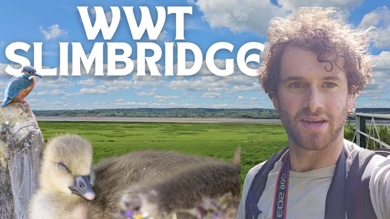 The birthplace of modern conservation : WWT Slimbridge - YouTube