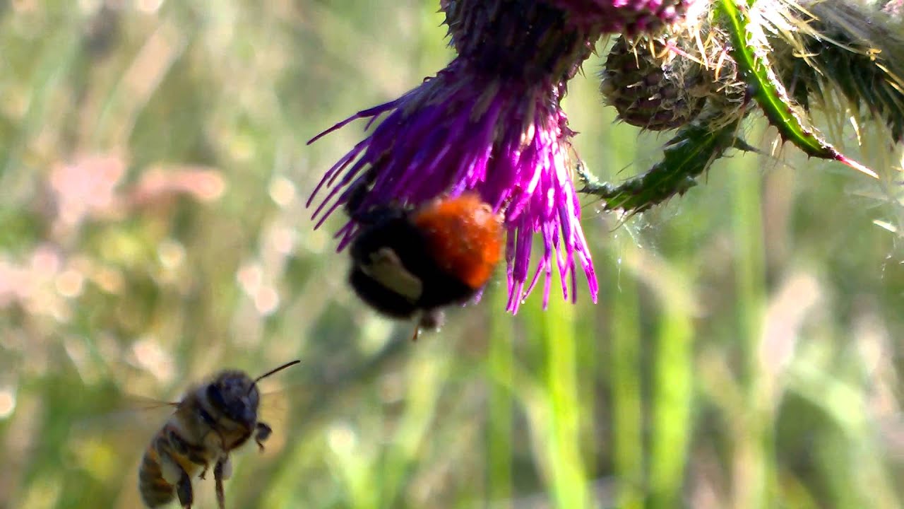 Honey bee buzzes Bumble bee! - YouTube