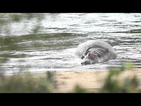 Ox-pecker on a Hippo's Back in River, Kruger