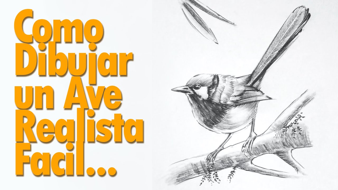 Como dibujar un ave || Dibujo a lapiz fácil - YouTube
