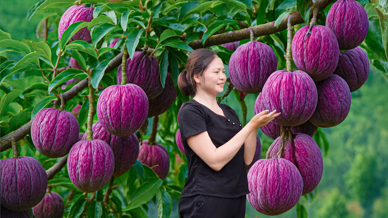 Harvesting Exotic Purple Persimmons & Sweet Dried Cake Recipe | Rare ...