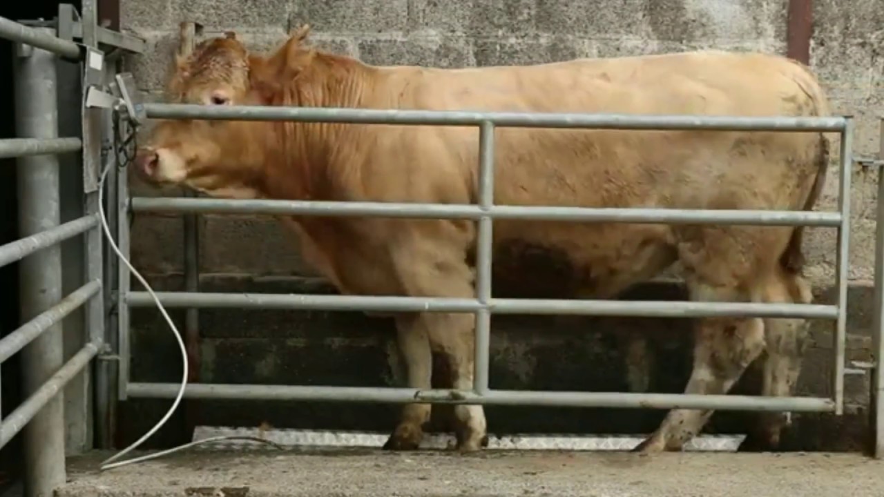 DMD: Why use a Digital Cattle Scales - YouTube