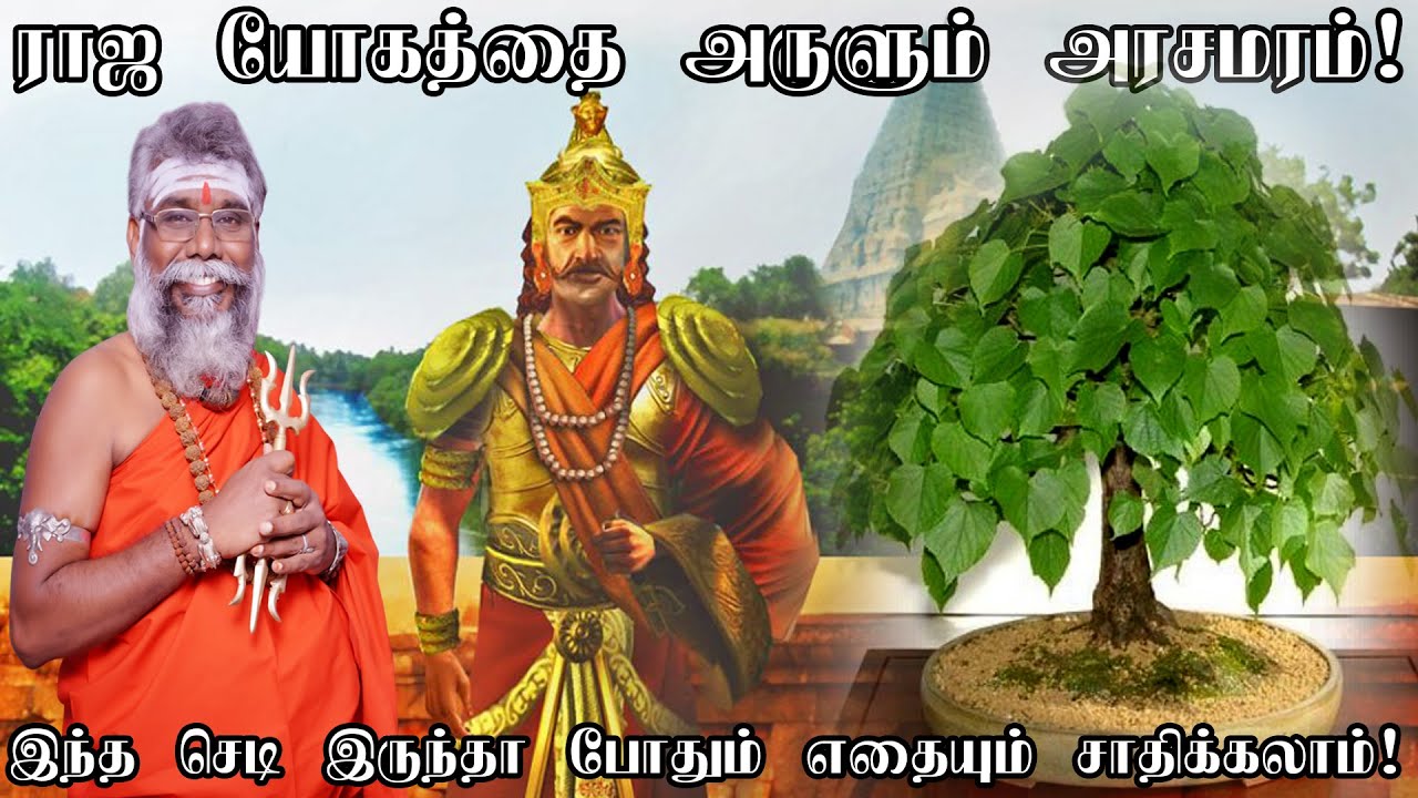 ராஜ யோகத்தை தரும் அரச மரம் |இந்த செடியை இருந்தால் நீங்க தான் ராஜா ...