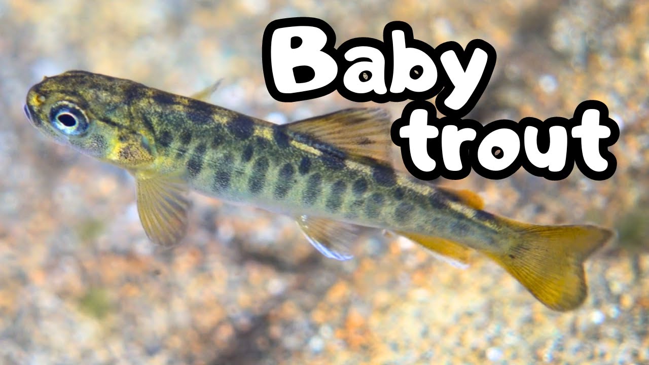 BABY TROUT in the wild │ Drangedal │ 2/7-2024 - YouTube