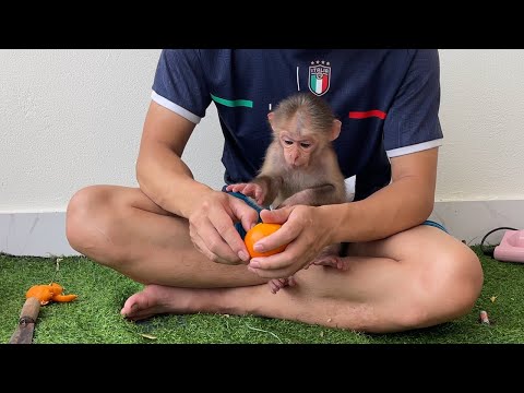 Baby monkey zaza is deliciously eaten by his father who peels oranges