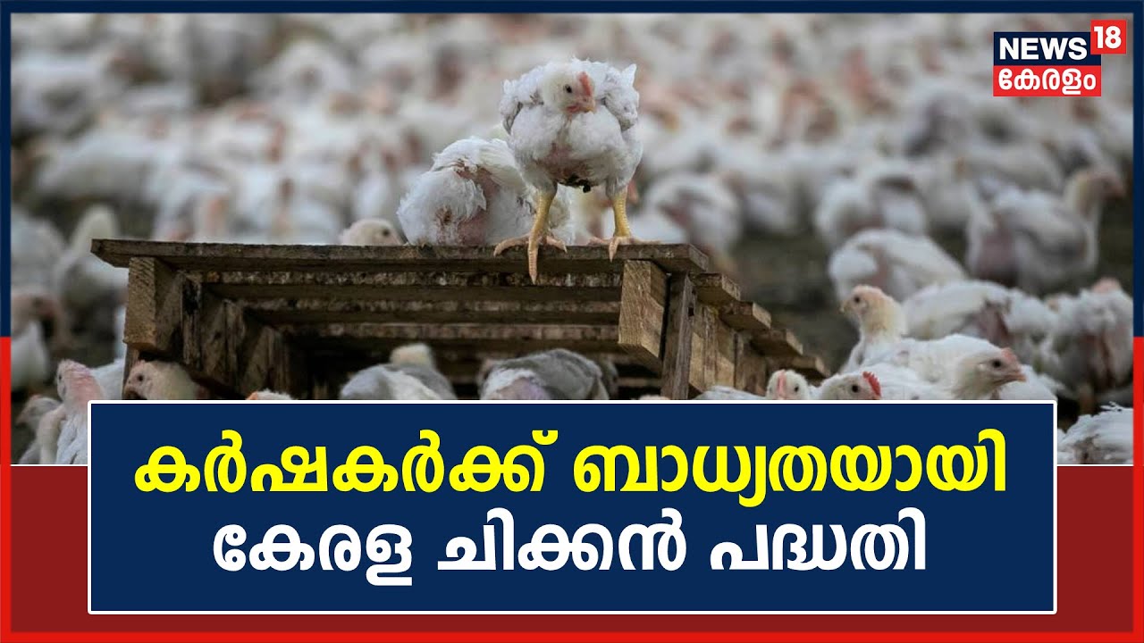 പണം മുടക്കിയവർ ആത്മഹത്യയുടെ വക്കിൽ; കർഷകർക്ക് ബാധ്യതയായി Kerala Chicken ...