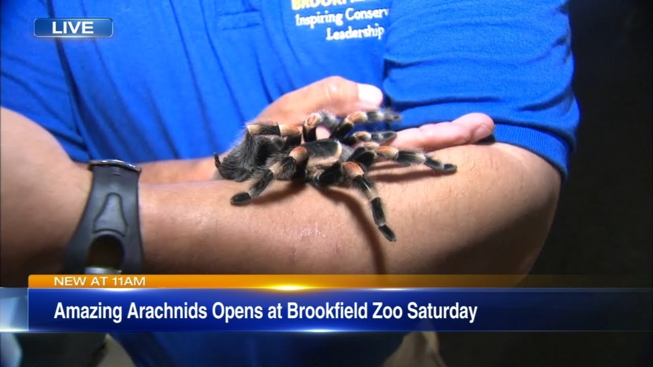 New Brookfield Zoo spider exhibit opens Saturday - YouTube