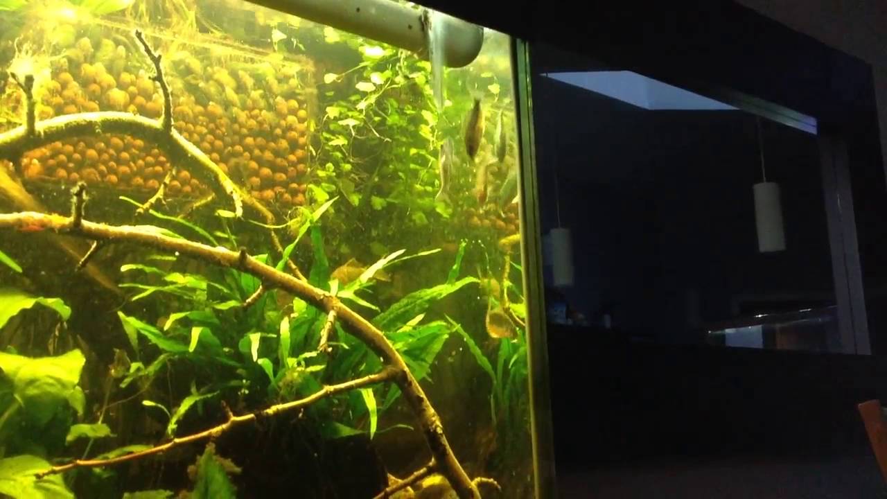 Brochis splendens in a tannin tank - YouTube
