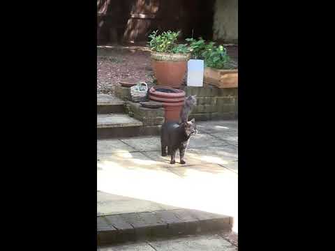 Cats are coo coo in my garden - YouTube