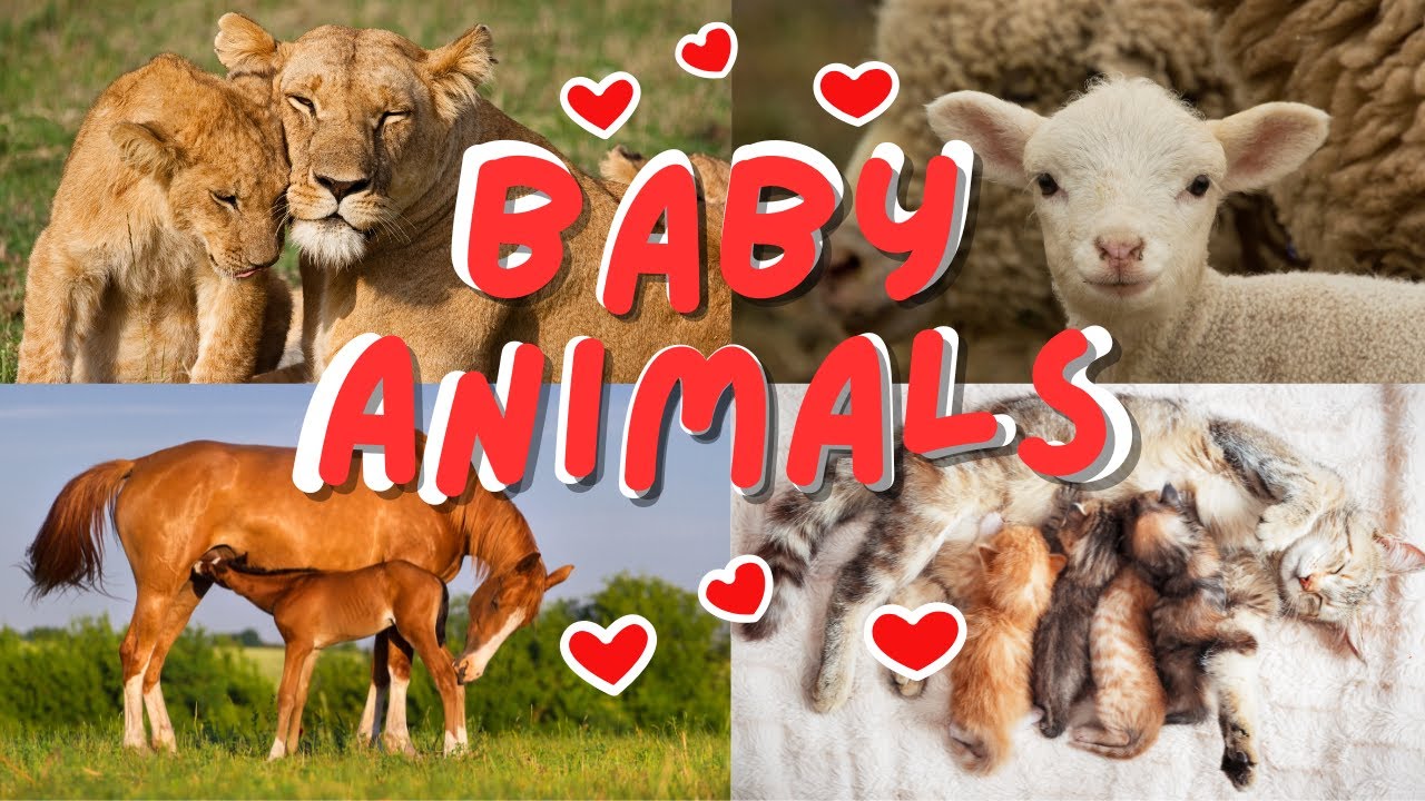 Baby Animals Song for Children #funanimalvideos #toddlersong - YouTube