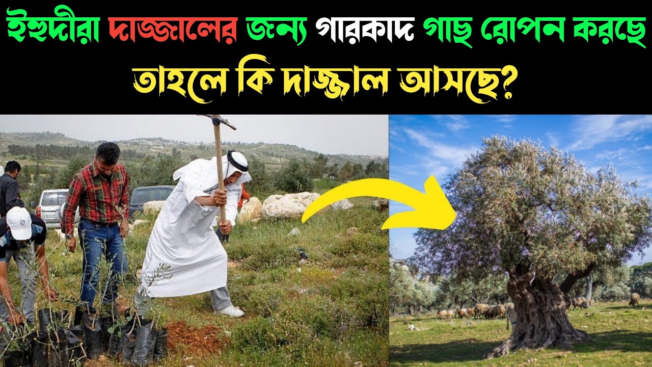 ইহুদীরা কেন দাজ্জালি গাছ বা গারকাদ গাছ রোপন করছে || Gharqad Tree - YouTube