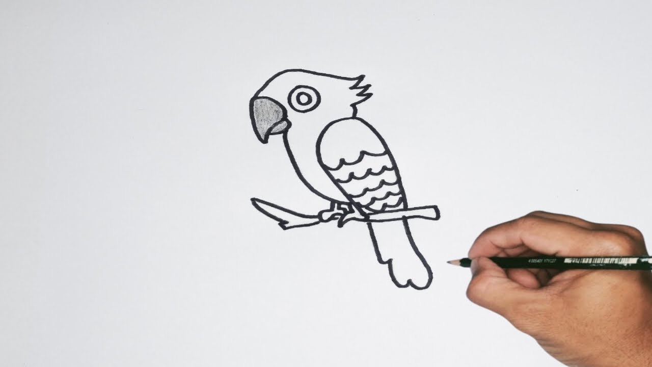 Menggambar sketsa burung kakak tua || belajar menggambar sketsa untuk ...