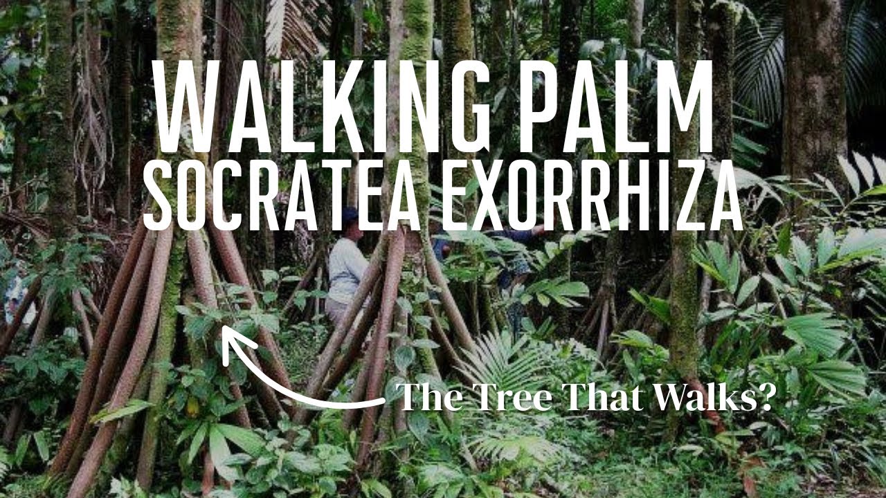 Socratea exorrhiza: The Tree That Walks? Botanical Fact vs. Myth - YouTube