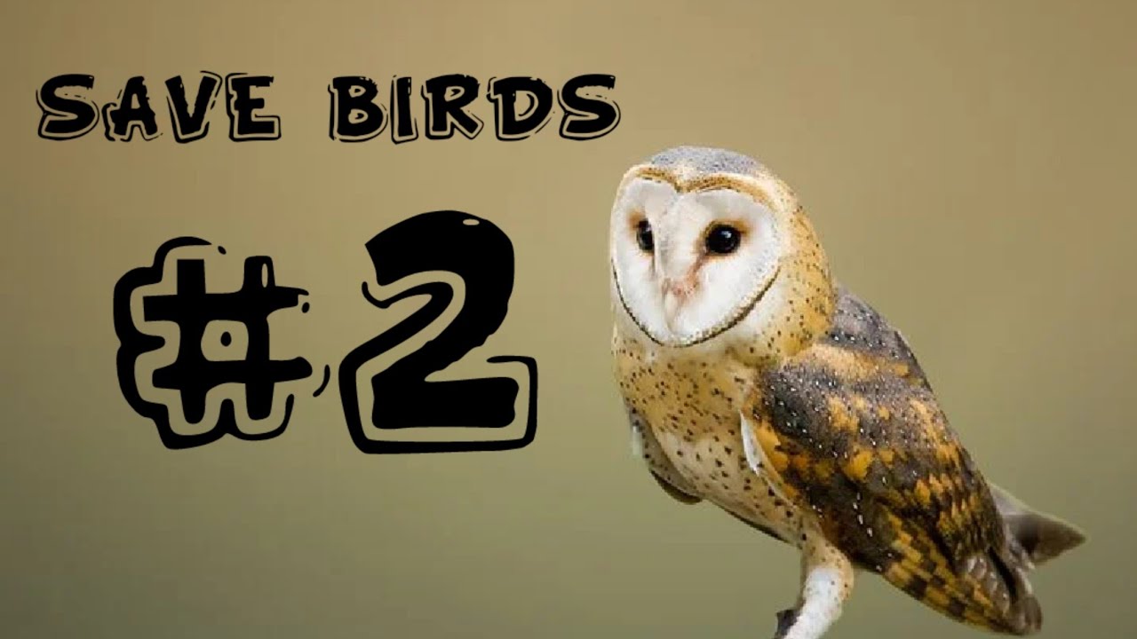 What can we do for saving birds part two - YouTube