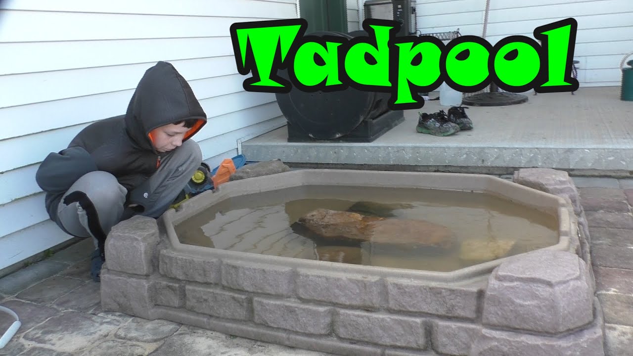 Tadpool - YouTube