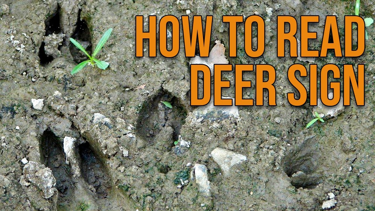 How to Read Deer Sign! - YouTube
