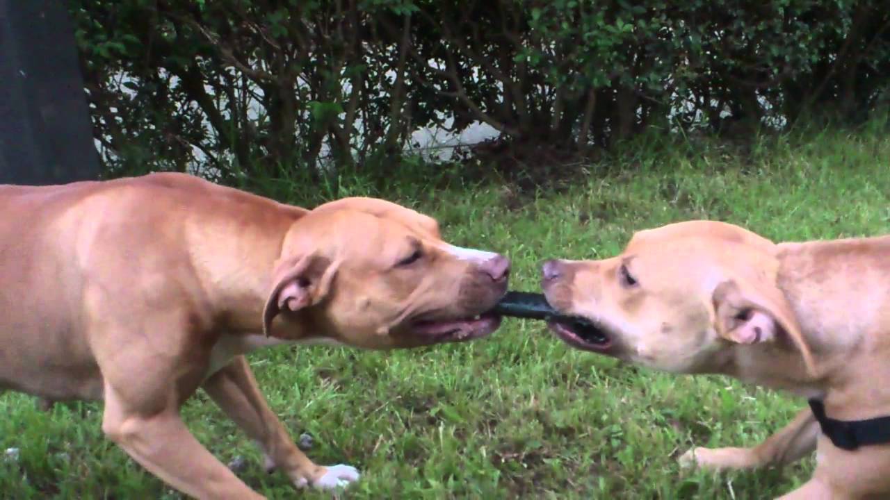 Red nose pit bulls playing - YouTube