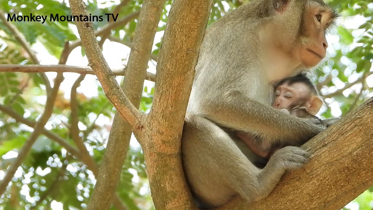 Come to know how to care for a monkey's baby - YouTube