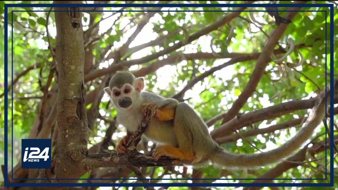 Where can you find 1,000 monkeys in Israel?🐒 - YouTube
