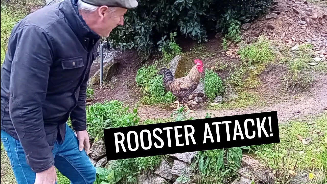 Rooster ATTACK!! #rooster #goats #homesteading - YouTube