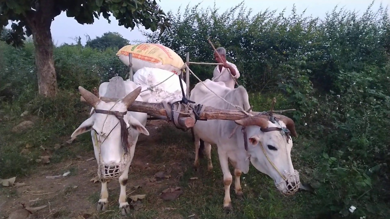 Mana yeddula bandi🌻🌻🌻 - YouTube