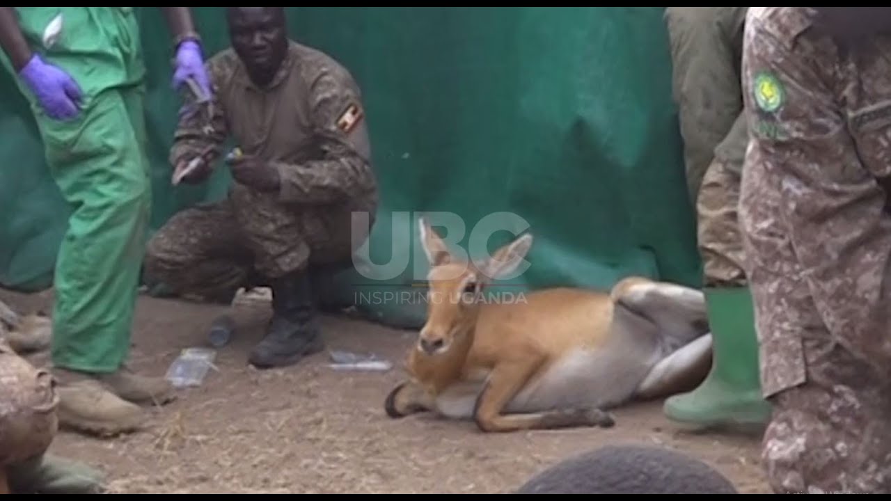 RANGERS STRUGGLE TO CAPTURE KOBS AS UGANDA WILDLIFE AUTHORITY ...