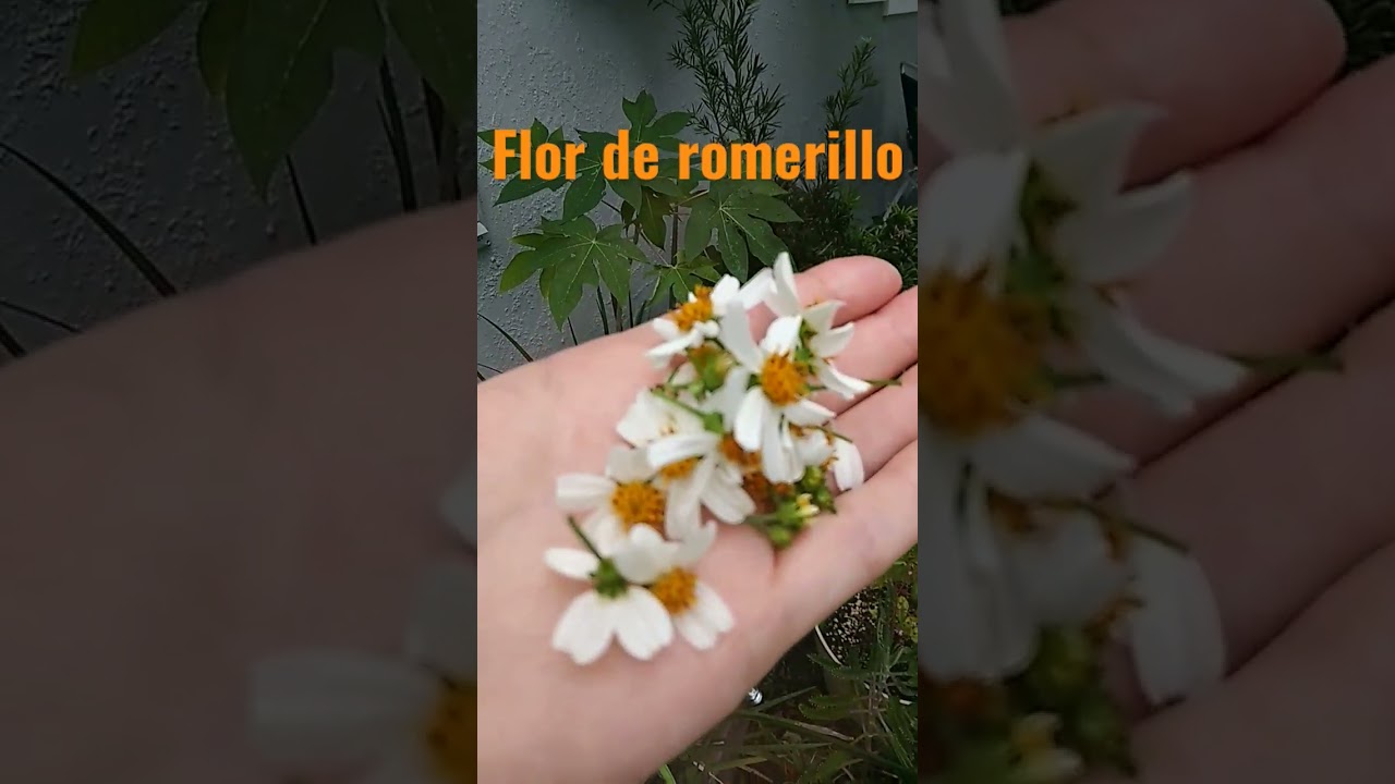 Una planta increíble Romerillo parecido a la manzanilla. - YouTube