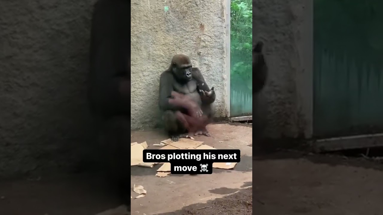 bros plotting his next move - YouTube