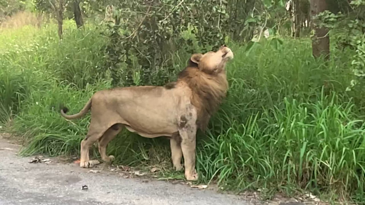 Lion marking His area - YouTube