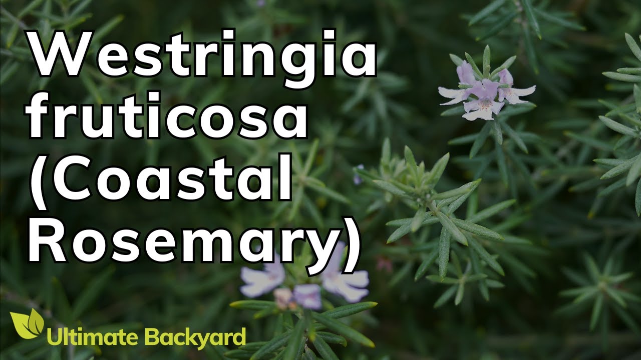 How to Grow Westringia fruticosa (Coastal Rosemary) - YouTube