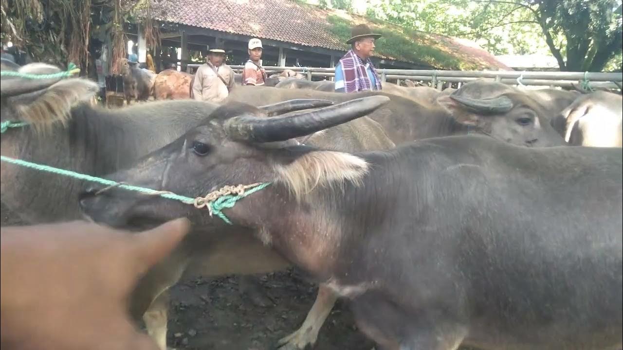 HARGA KERBAU BETINA DANTEN PASAR HEWAN PURWAKARTA - YouTube